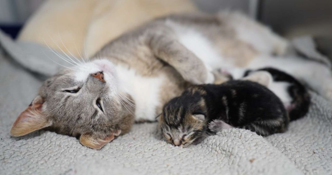 Kattemødre adopterer fremmede killinger | Dyrenes Beskyttelse